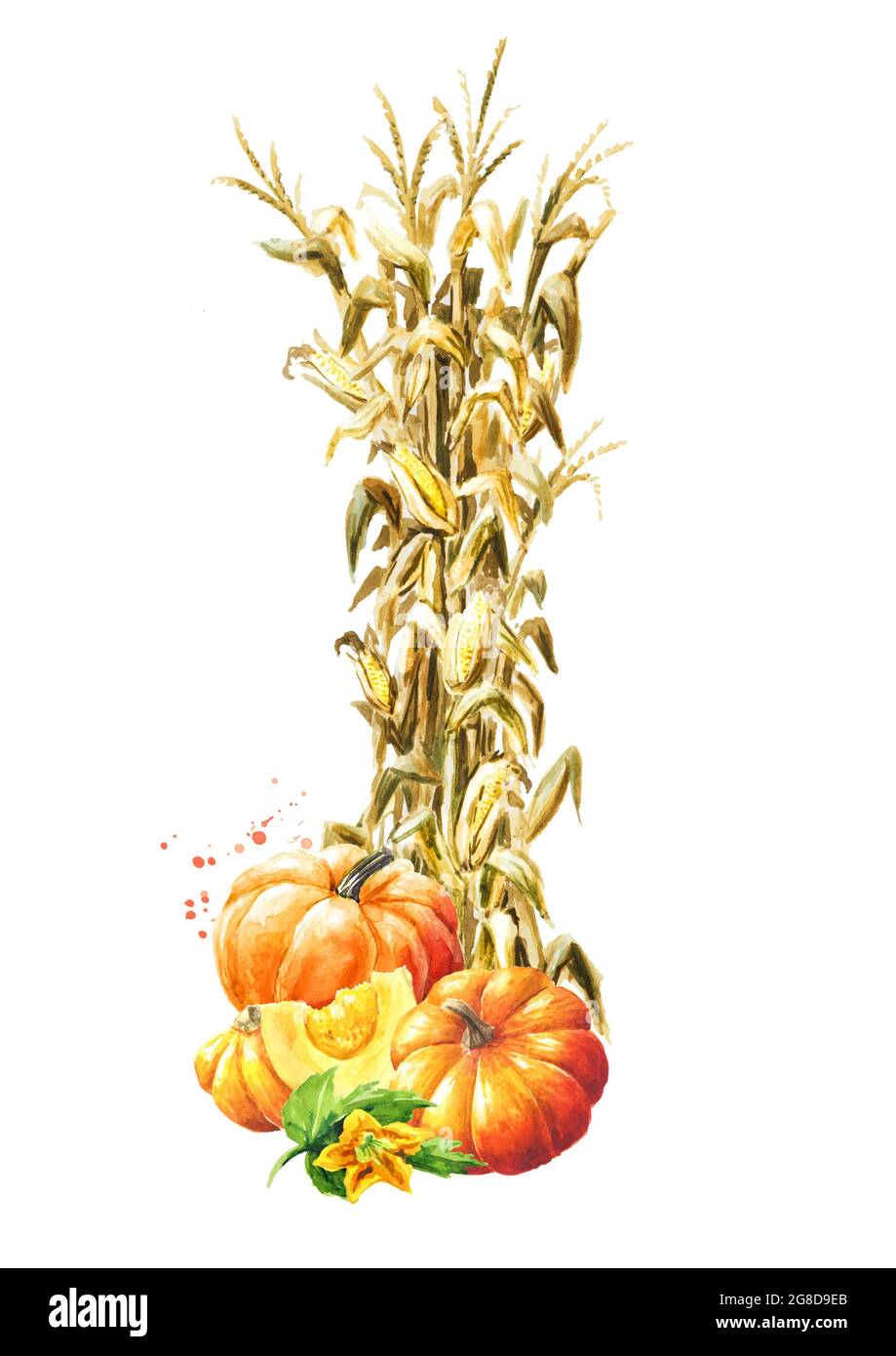 Corn Stalk Decoration High Resolution Stock Photography and Images - Alamy