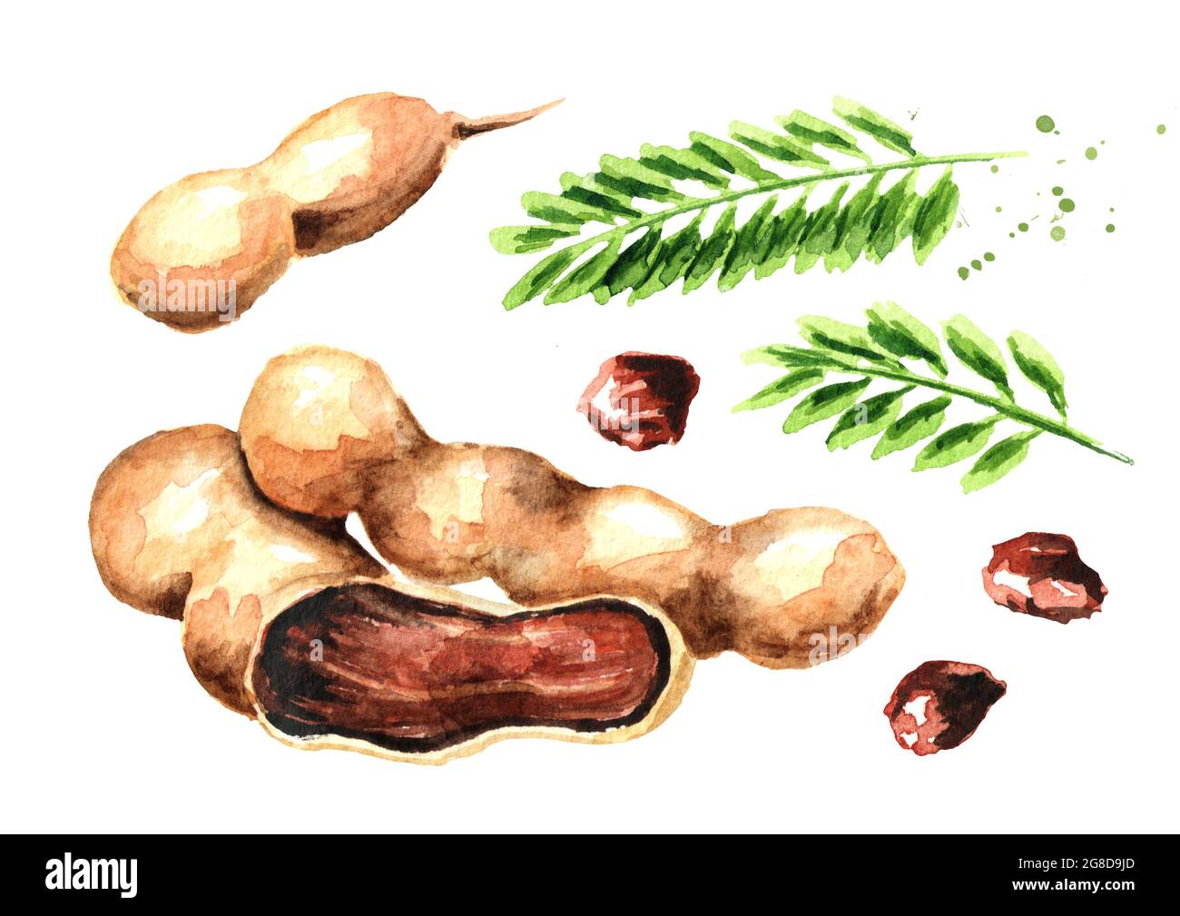 Fresh tamarind fruits and leaves. Graphic design elements. Watercolor ...