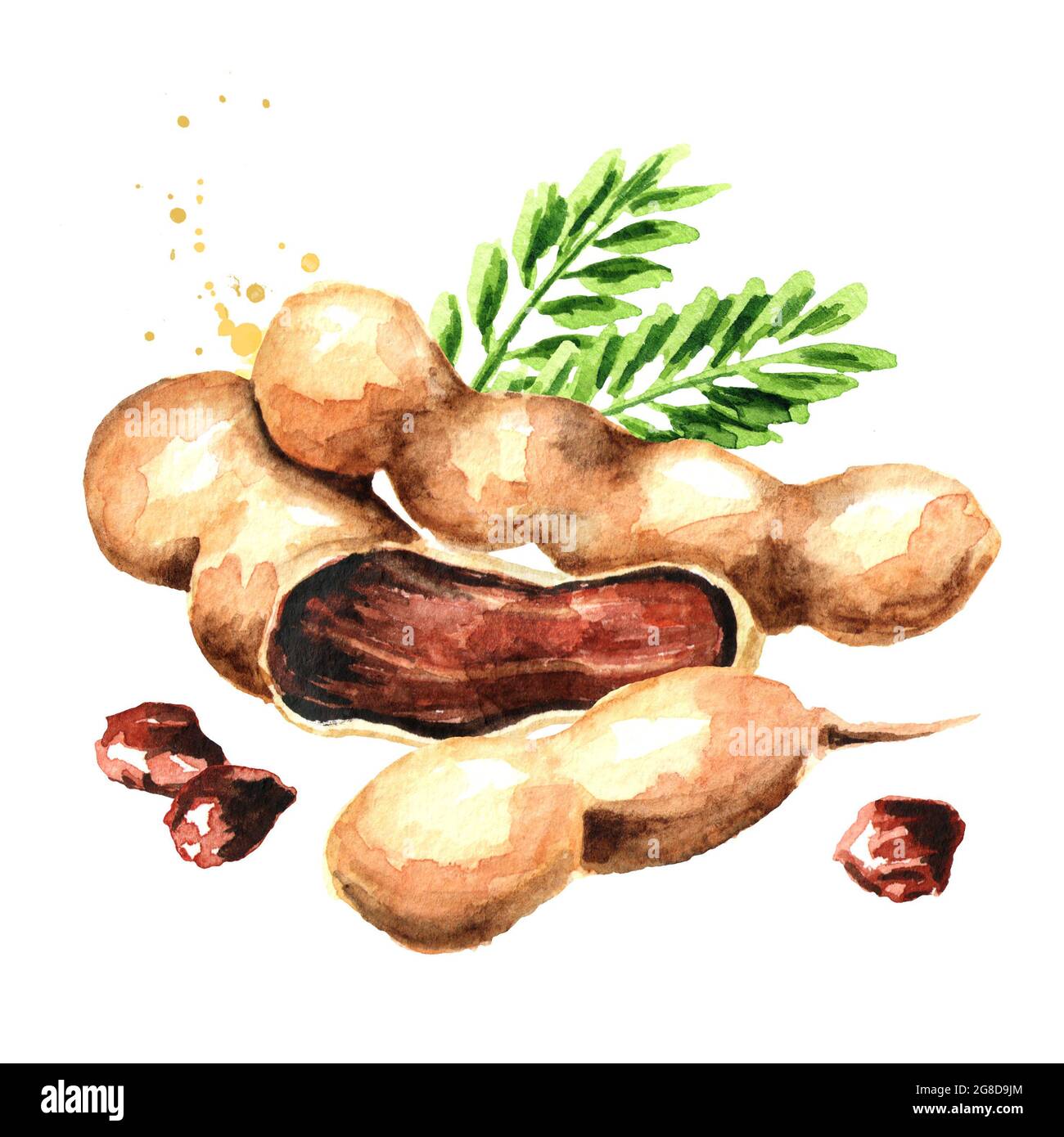 Fresh tamarind fruits and leaves. Watercolor hand drawn illustration ...