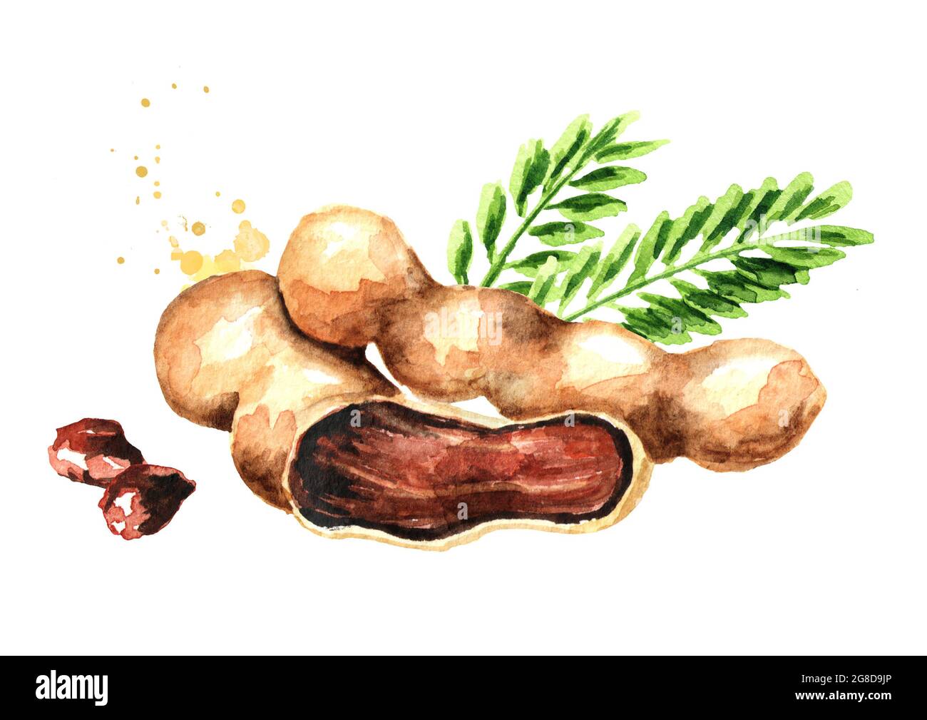 Fresh tamarind fruits and leaves. Watercolor hand drawn illustration ...
