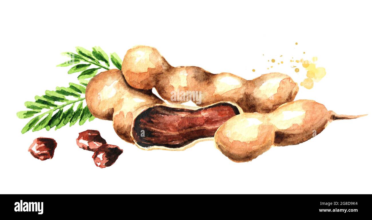 Fresh tamarind fruits and leaves. Watercolor hand drawn horizontal ...