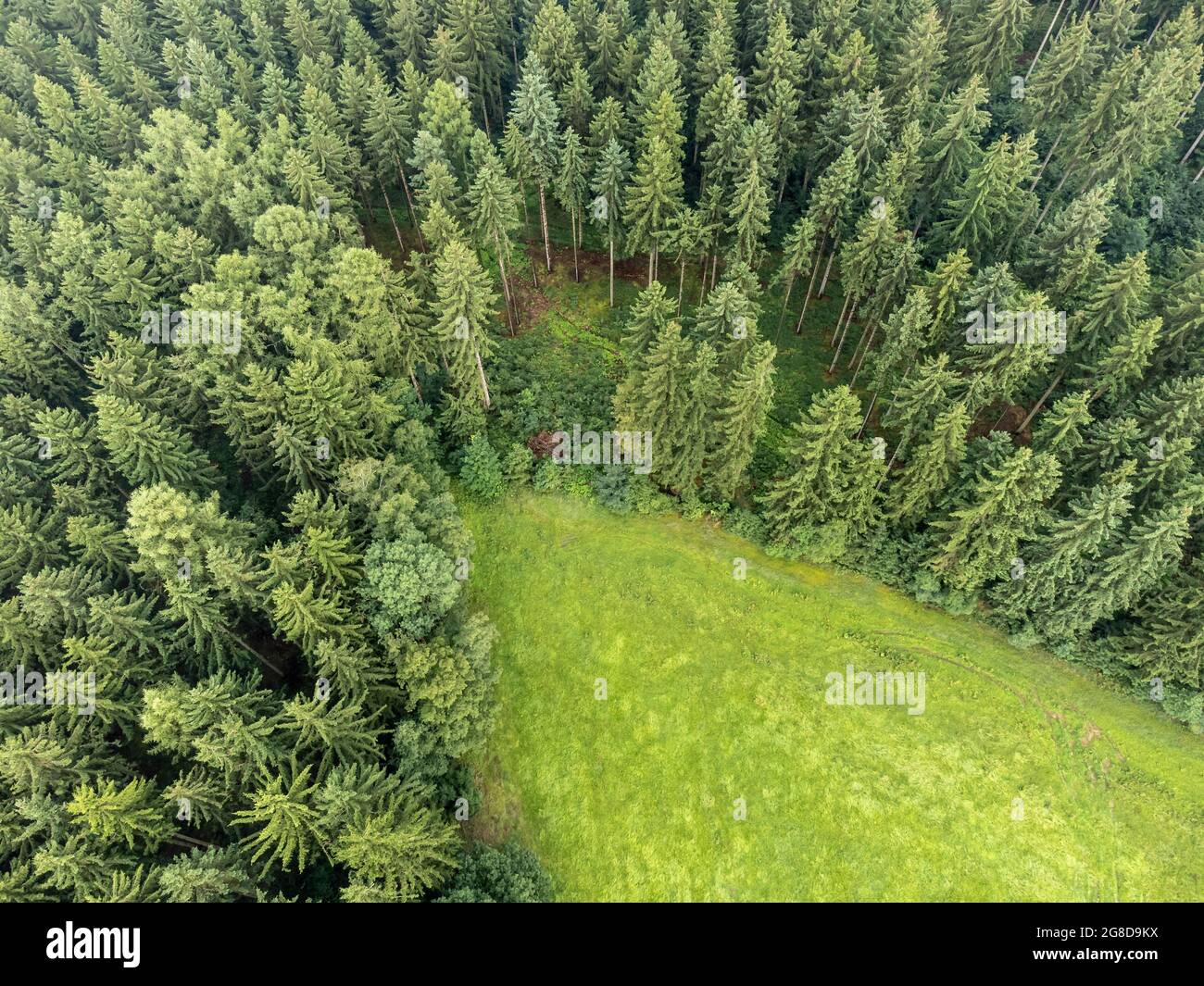 Forest with green clearing from above Stock Photo - Alamy