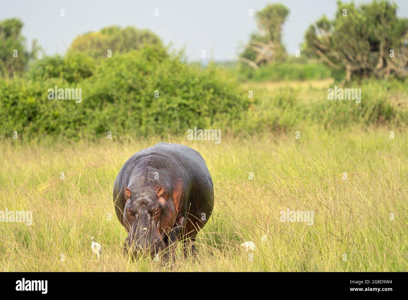 Hippo (Hippopotamus amphibius), Queen Elizabeth National Park, Uganda ...