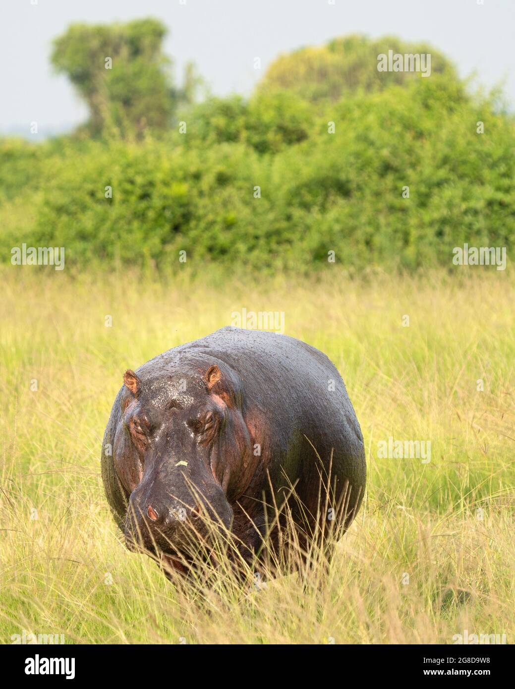 Hippo (Hippopotamus amphibius), Queen Elizabeth National Park, Uganda ...