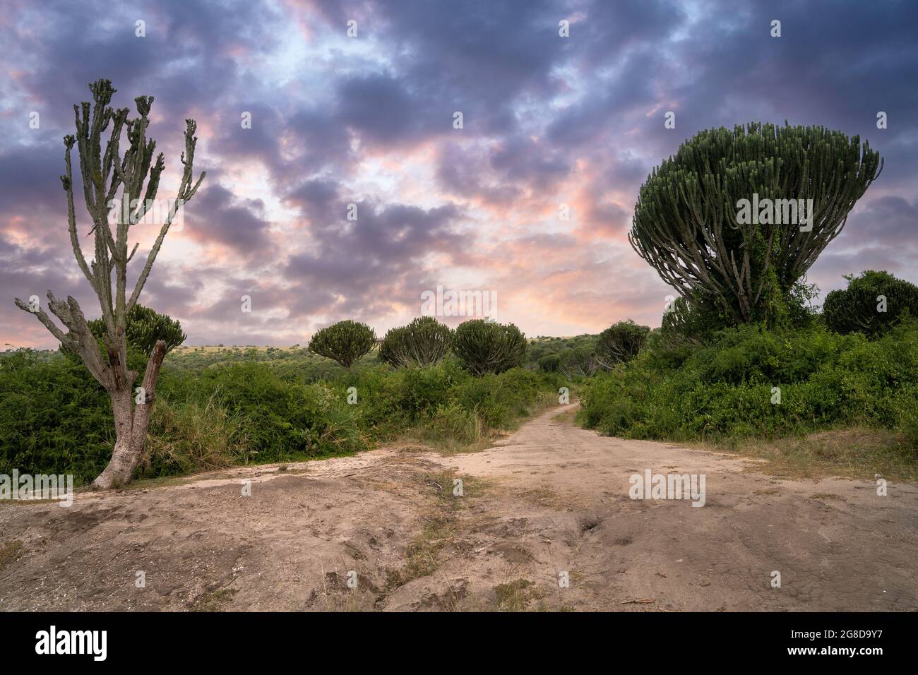 Panoramic landscape, National Parks of Uganda, Africa Stock Photo - Alamy
