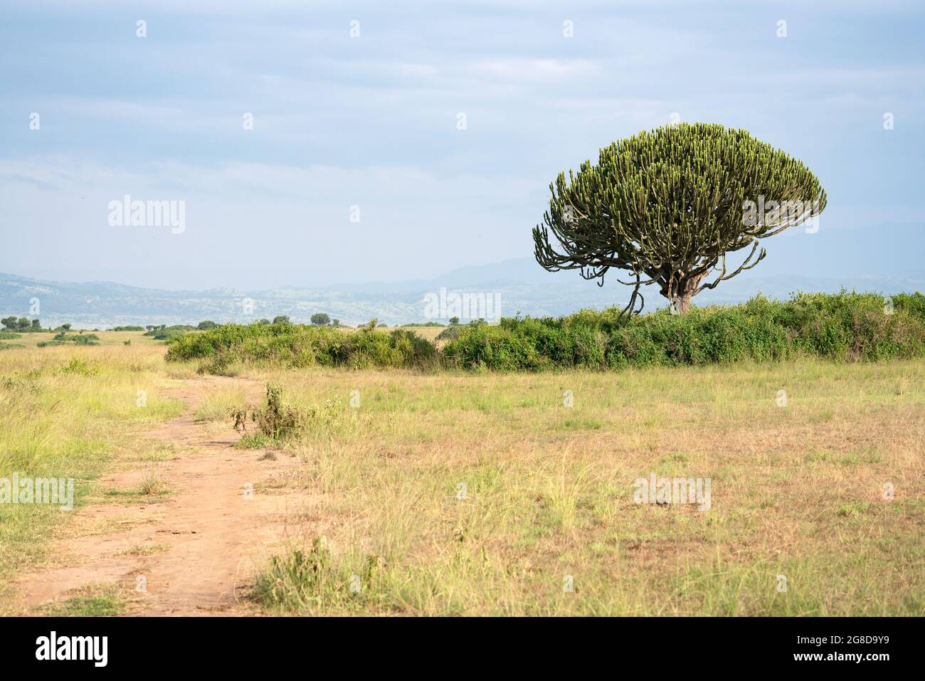 Panoramic landscape, National Parks of Uganda, Africa Stock Photo - Alamy