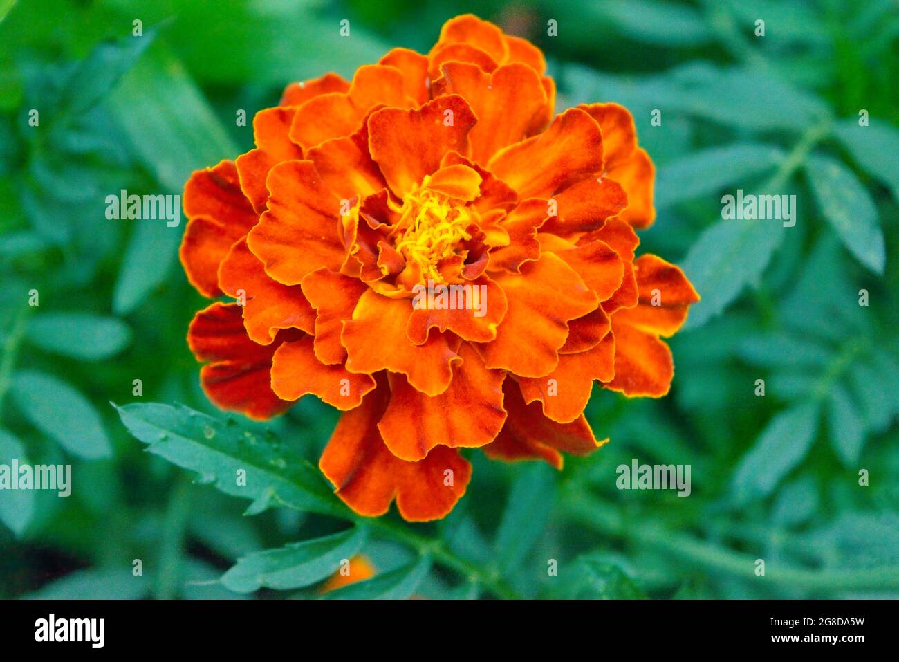Close up of beautiful Marigold flower Tagetes erecta, Mexican, Aztec or ...