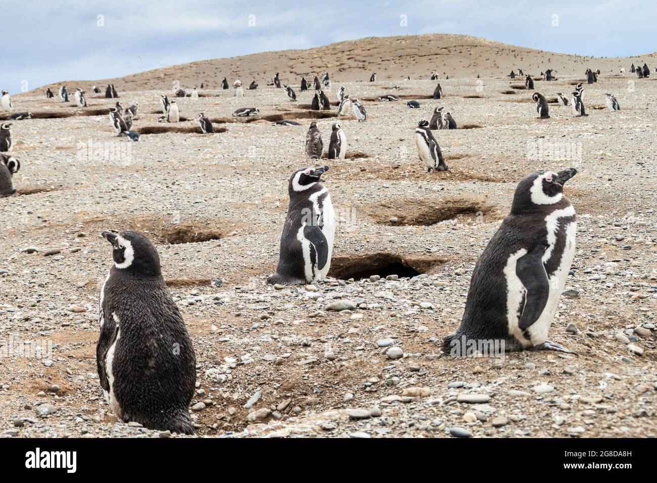 Penguin colony on Isla Magdalena island in Magellan Strait, Chile Stock ...