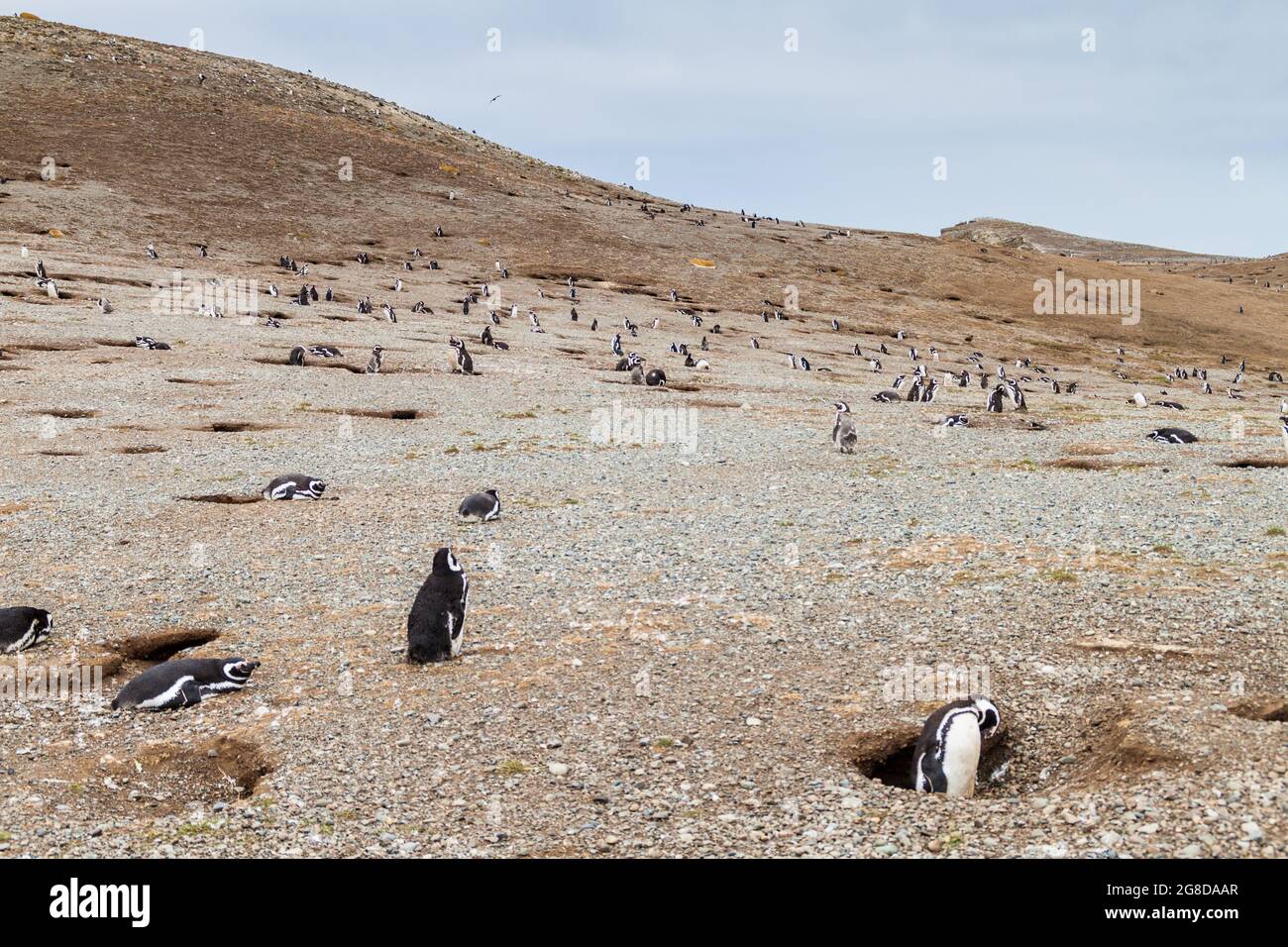 Magellanic Penguin colony on Isla Magdalena island in Magellan Strait ...