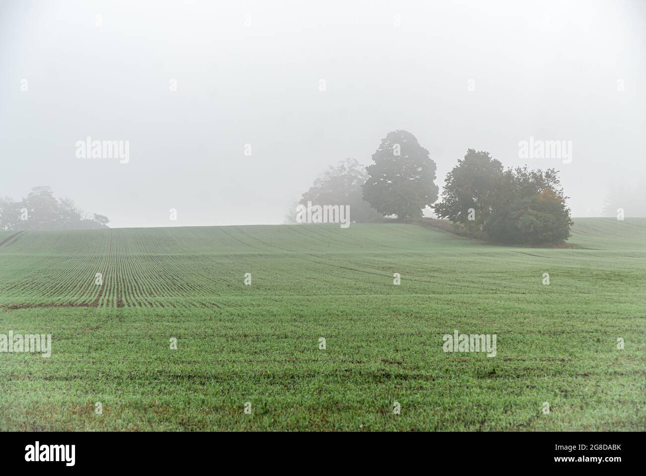 Strong fog and country farm in the morning Stock Photo - Alamy