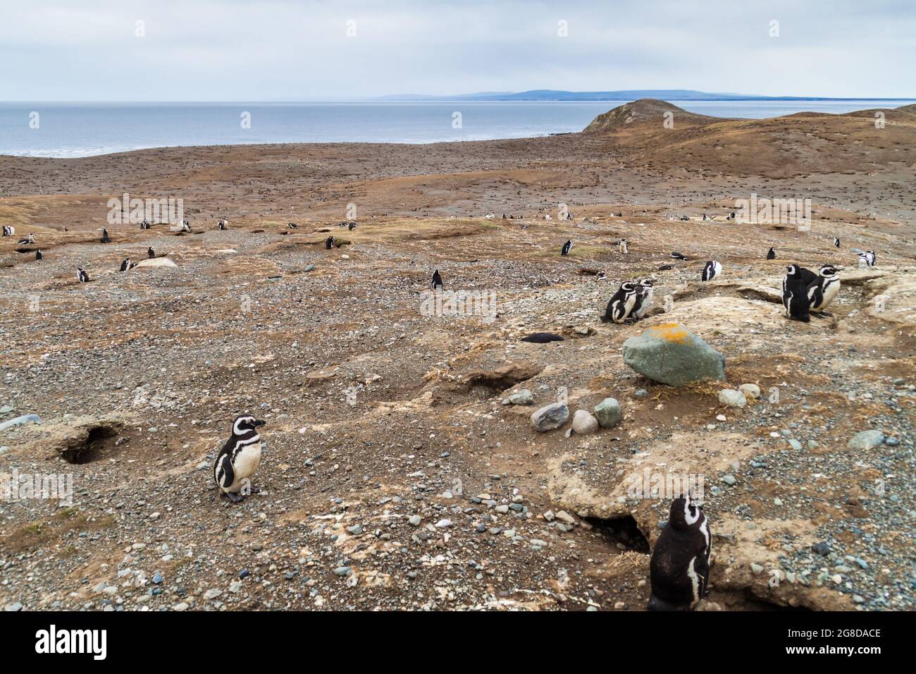 Magellan penguin colony on Isla Magdalena island, Chile Stock Photo - Alamy