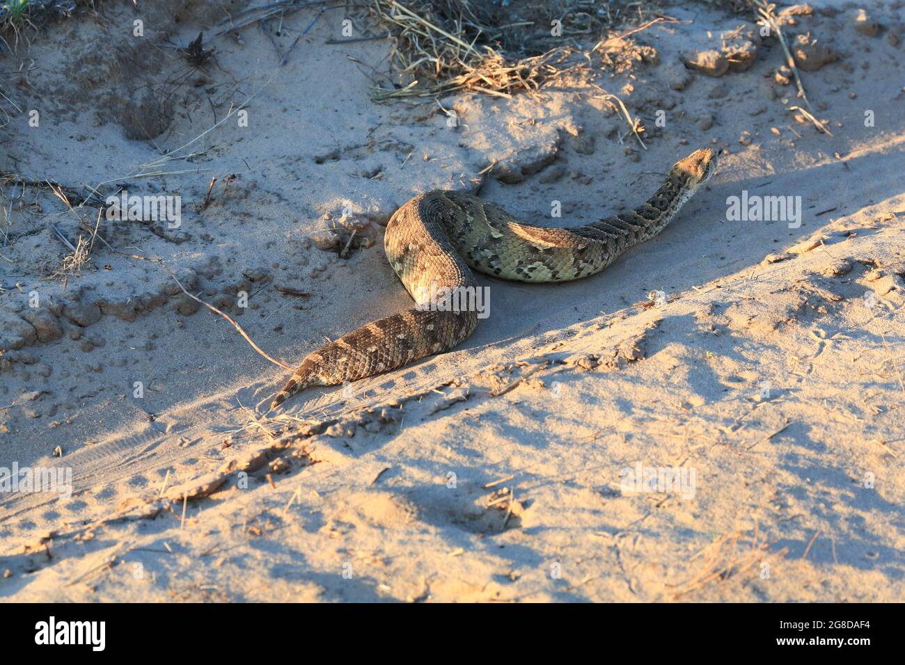 Puff adder botswana hi-res stock photography and images - Alamy