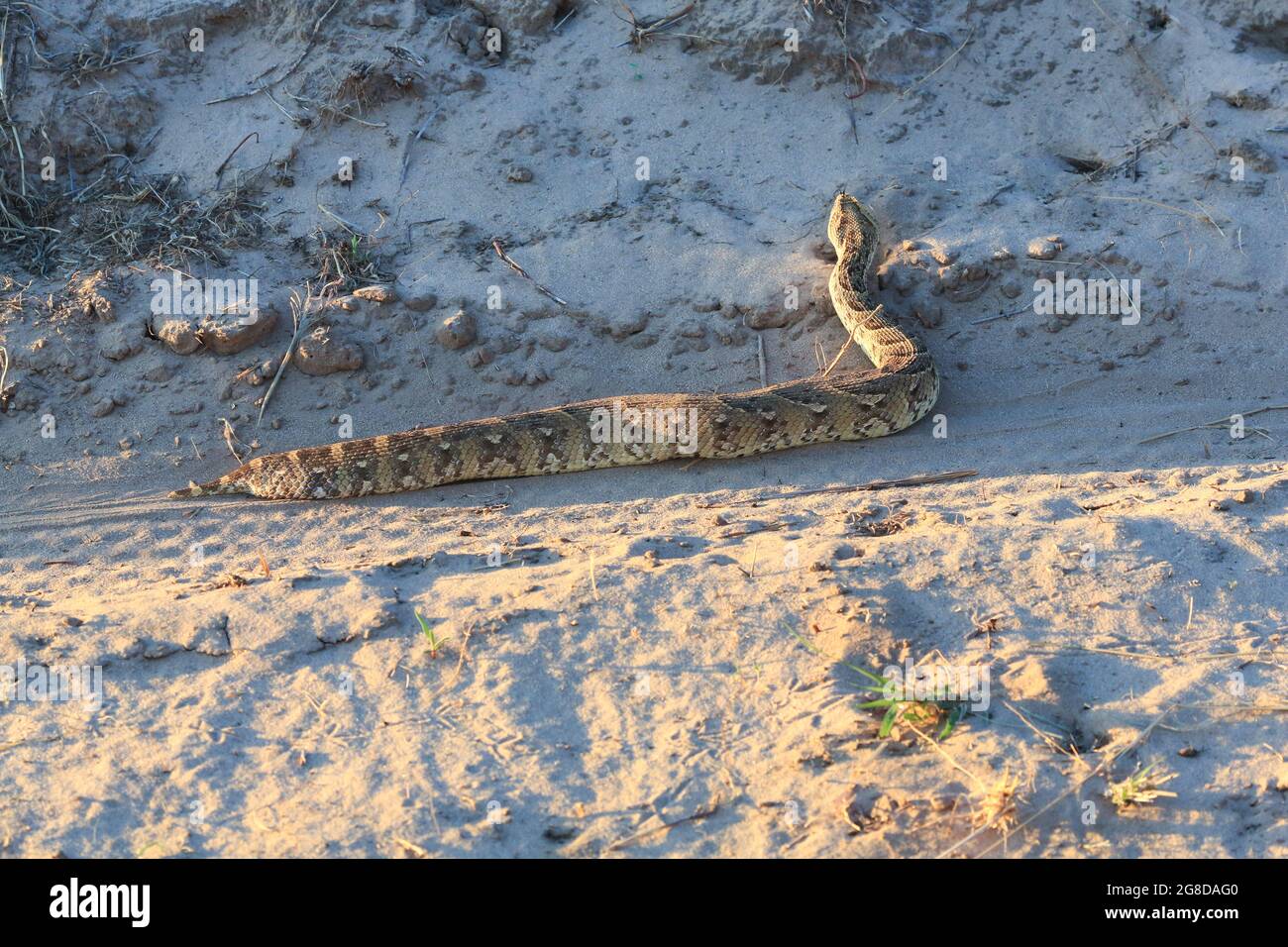 Puff adder botswana hi-res stock photography and images - Alamy