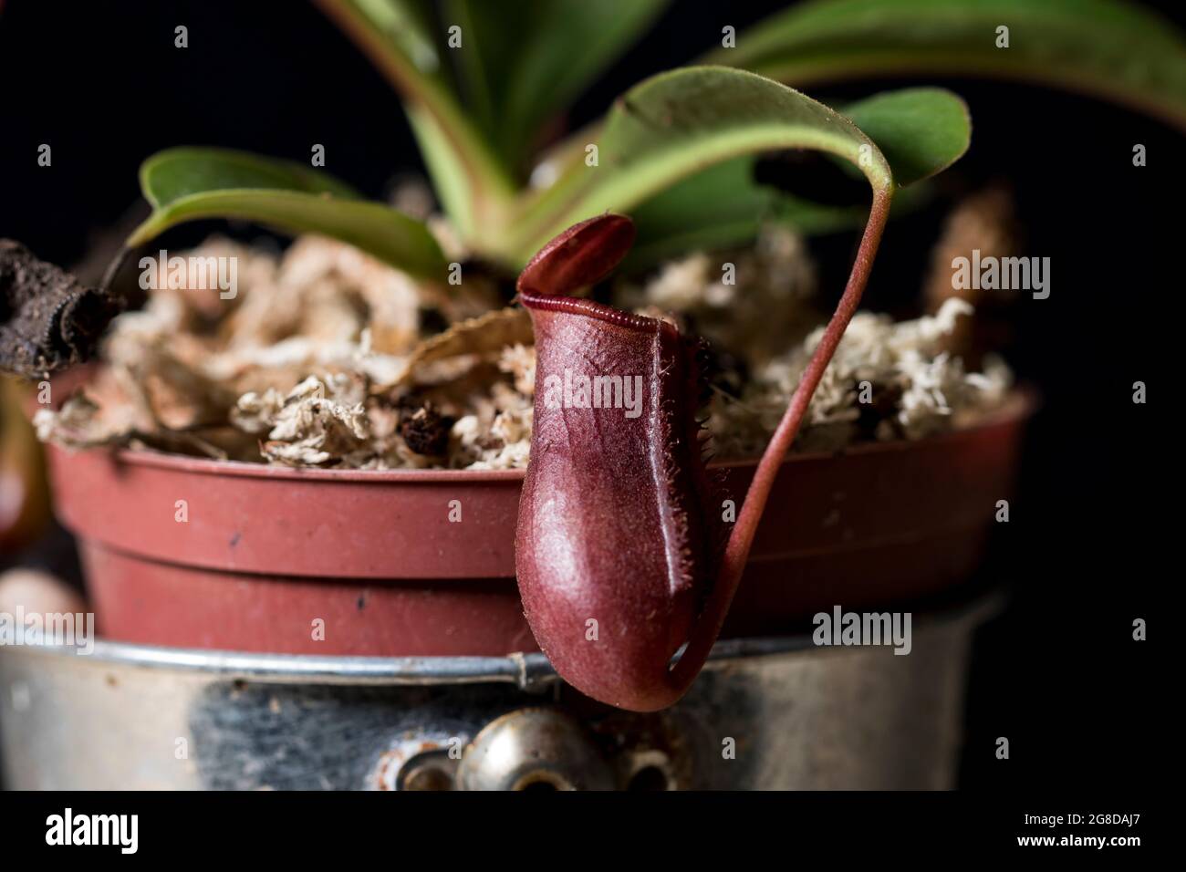 Rain catcher hi-res stock photography and images - Alamy