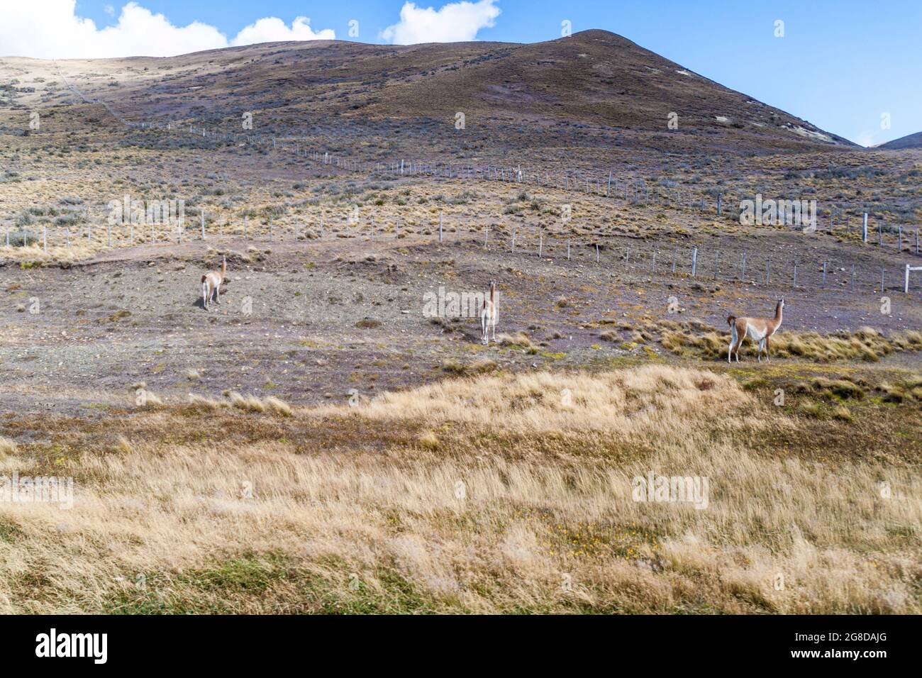 Countryside of Tierra del Fuego island, Chile Stock Photo - Alamy