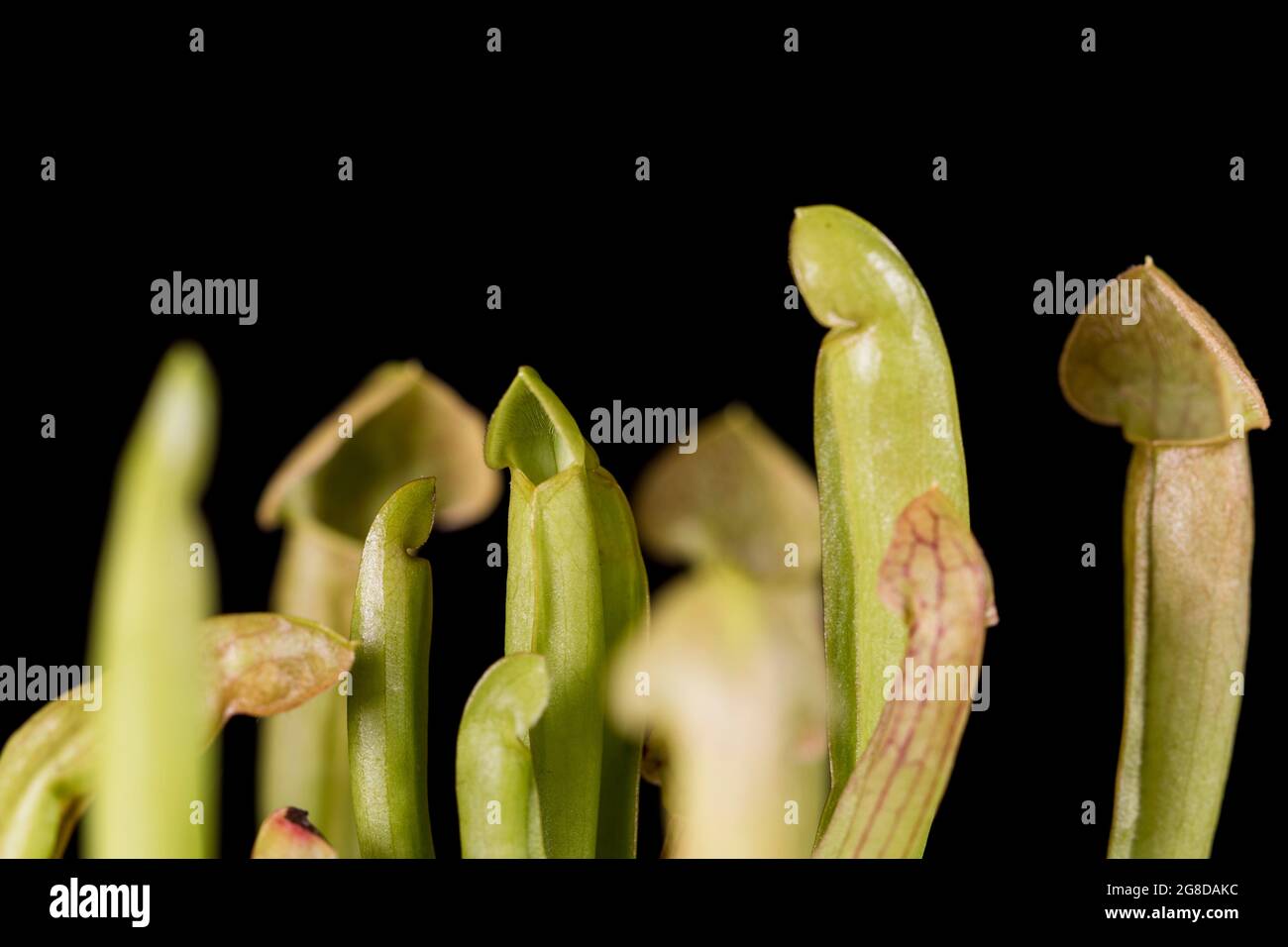 Cobra sarracenia pitcher plant. Small trumpet leaves of a carnivorous ...