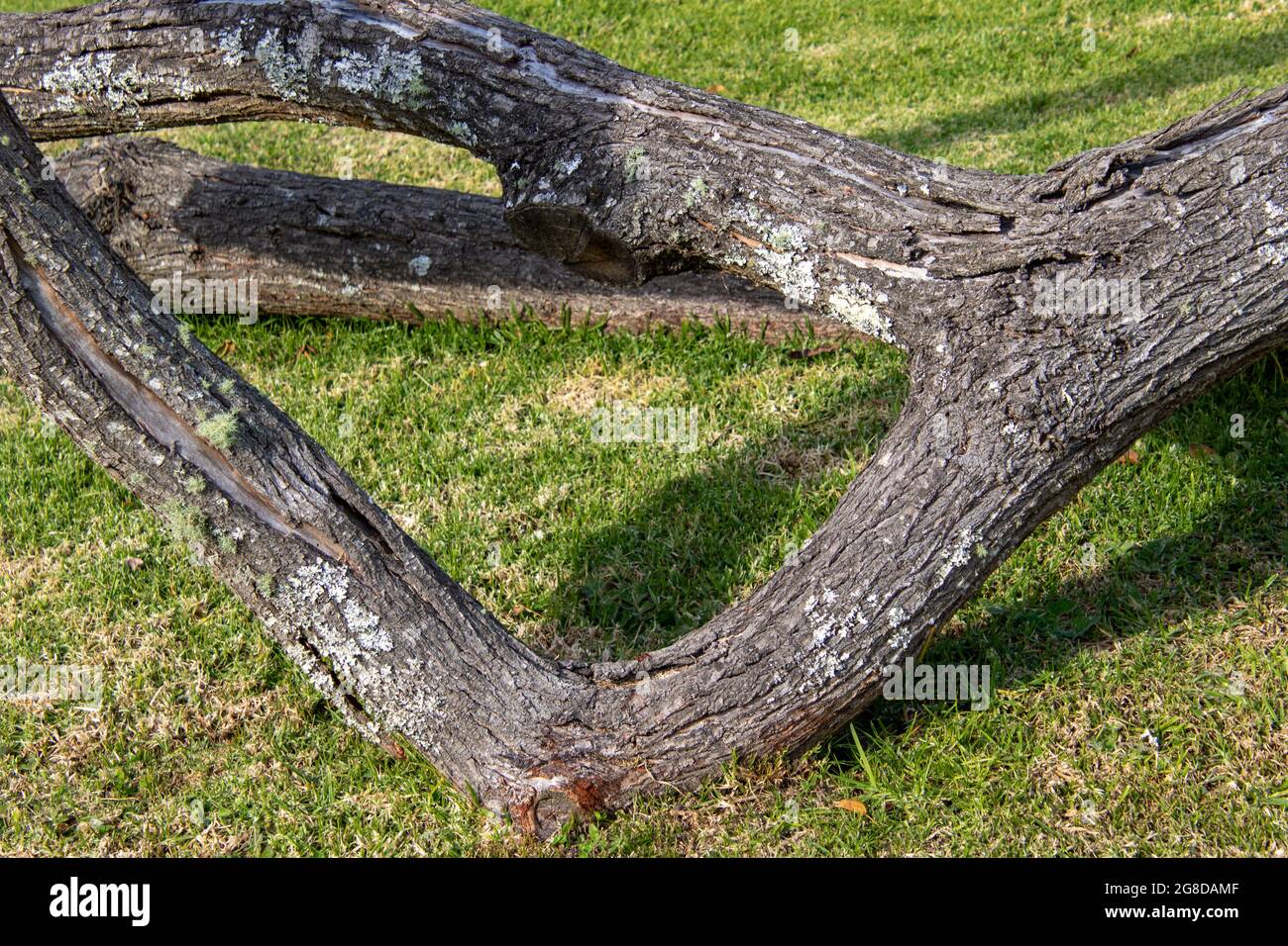 A crooked fallen over tree in a crooked shape isolated on a patch of ...