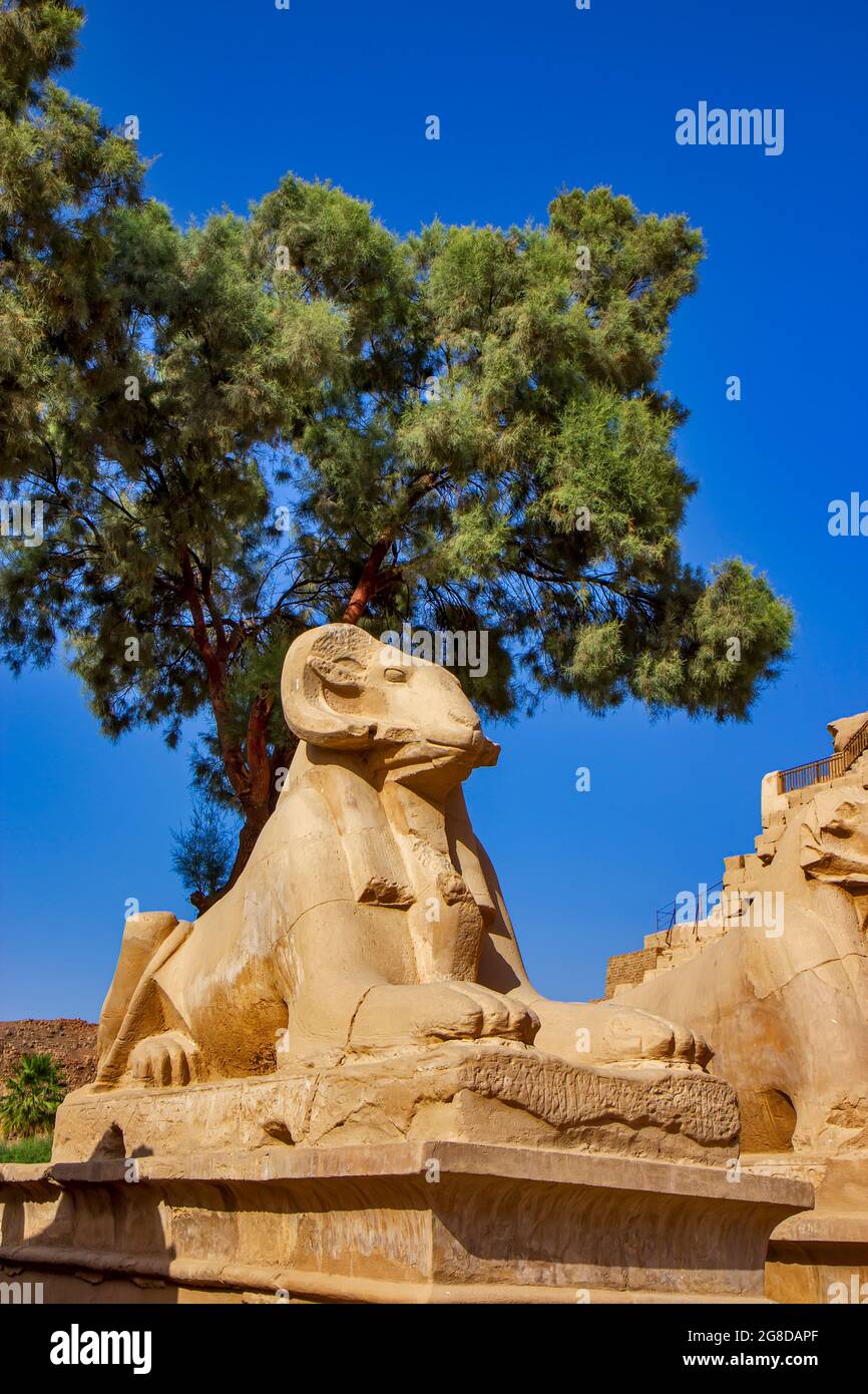 Ram-headed sphinx statues at Karnak, Egypt Stock Photo - Alamy