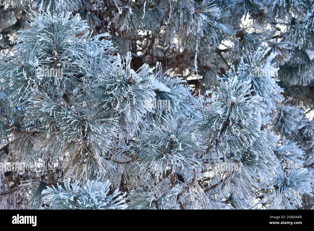 Ice storm coating branches hi-res stock photography and images - Alamy