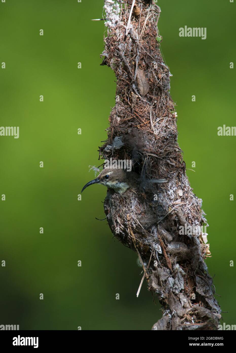 Sunbird chick rests in the nest with head pocking out of the entrance ...
