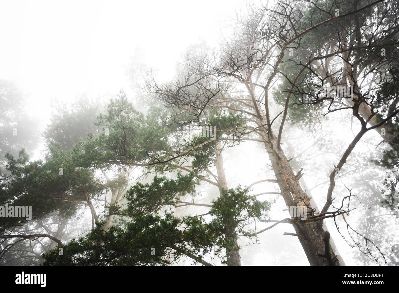 Forest trees with dense fog Stock Photo - Alamy