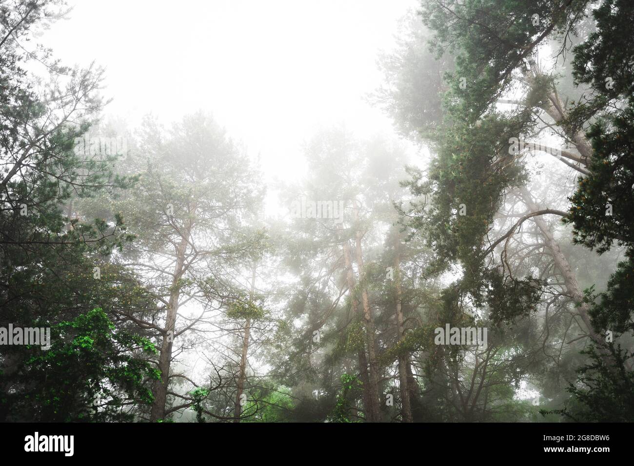 Forest trees with dense fog Stock Photo - Alamy