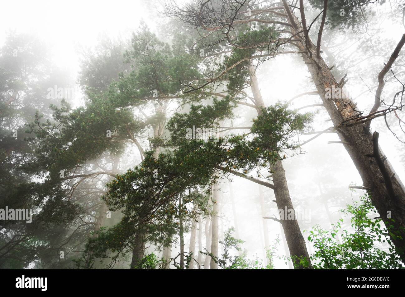 Forest trees with dense fog Stock Photo - Alamy