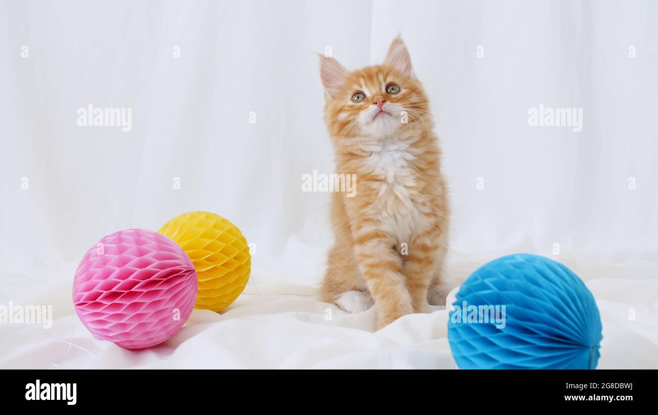 Kitten cuddling with a small ball. Cute Ginger Kitten playing with ball ...