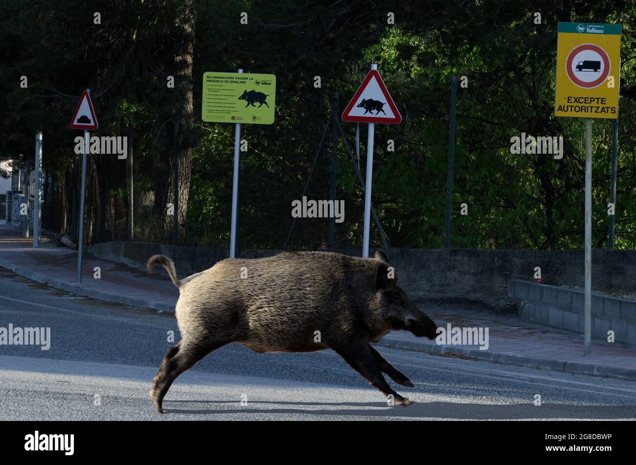 Wild boar road sign hi-res stock photography and images - Alamy