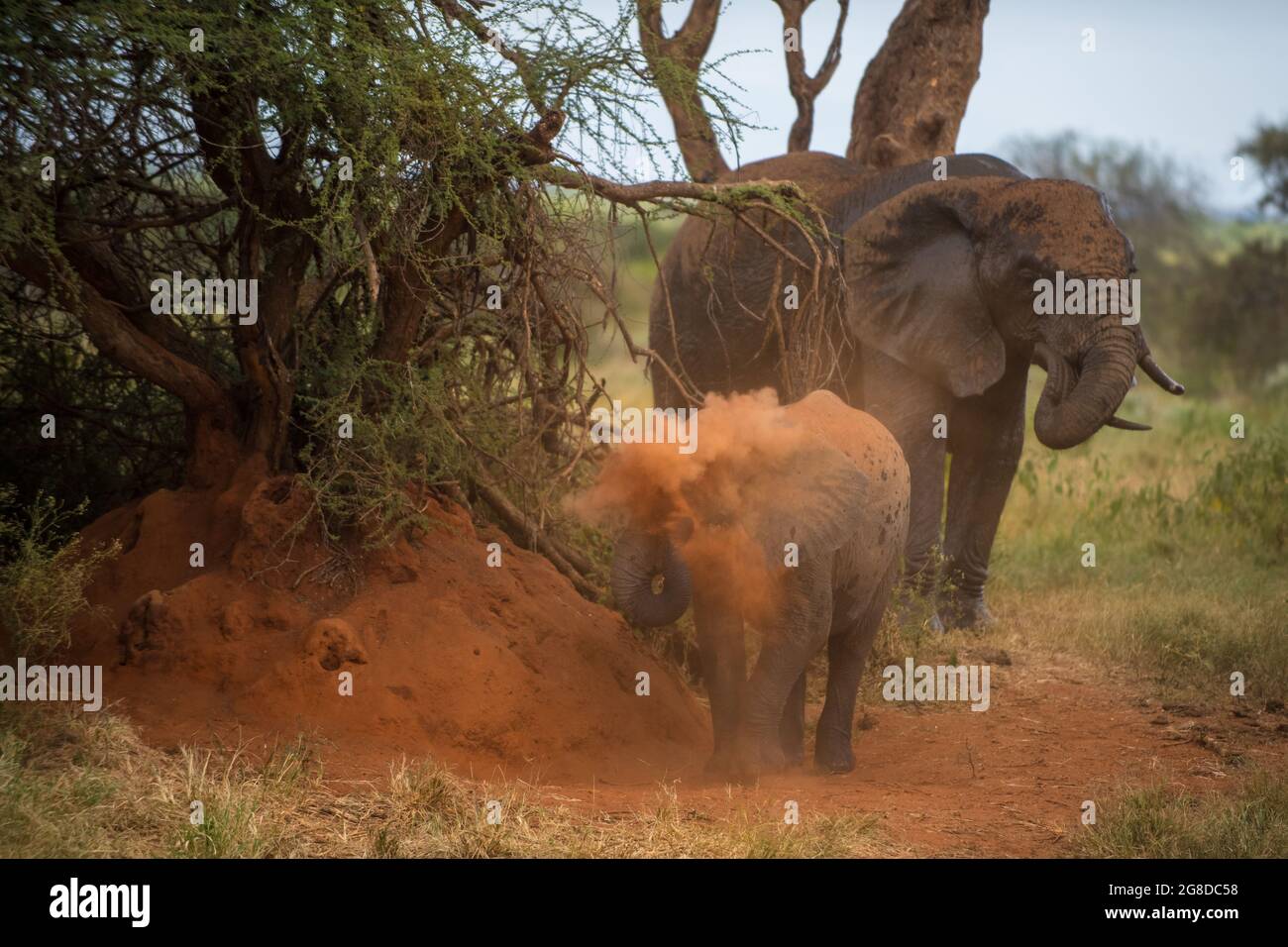 A baby Elephant coveres itself with dust during a playful dust bath ...