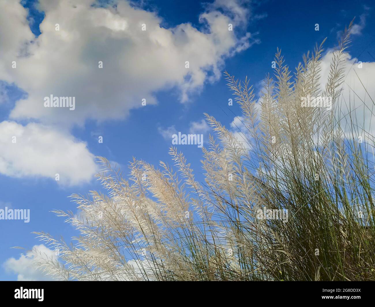 Kashful High Resolution Stock Photography and Images - Alamy