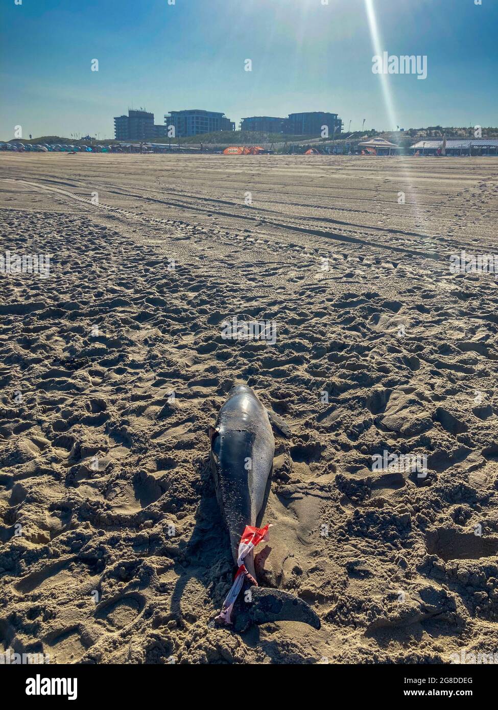 Tragic scene of a harbour porpoise washed ashore on hi-res stock ...