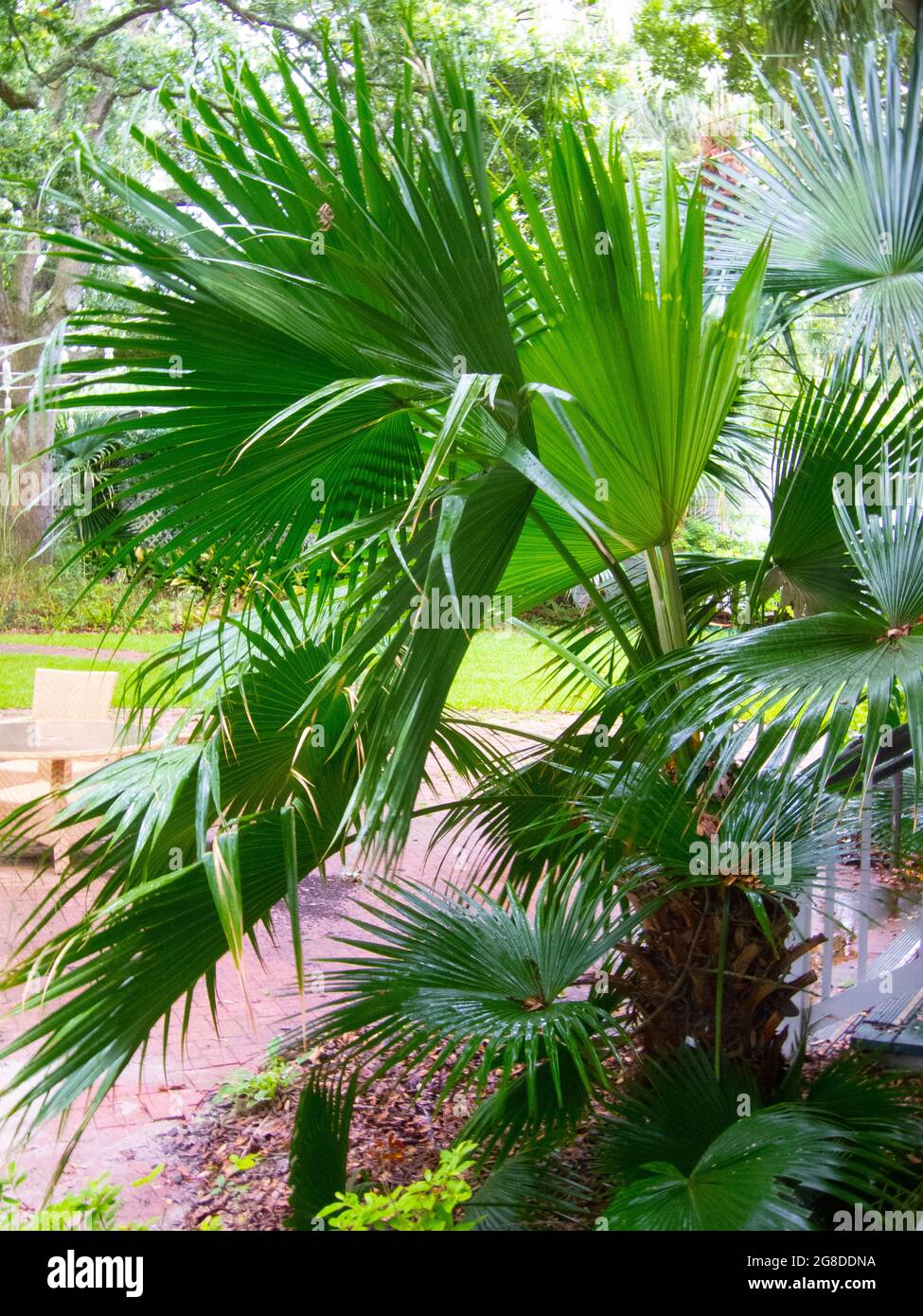 Palms lush vegetation in tropical hi-res stock photography and images ...