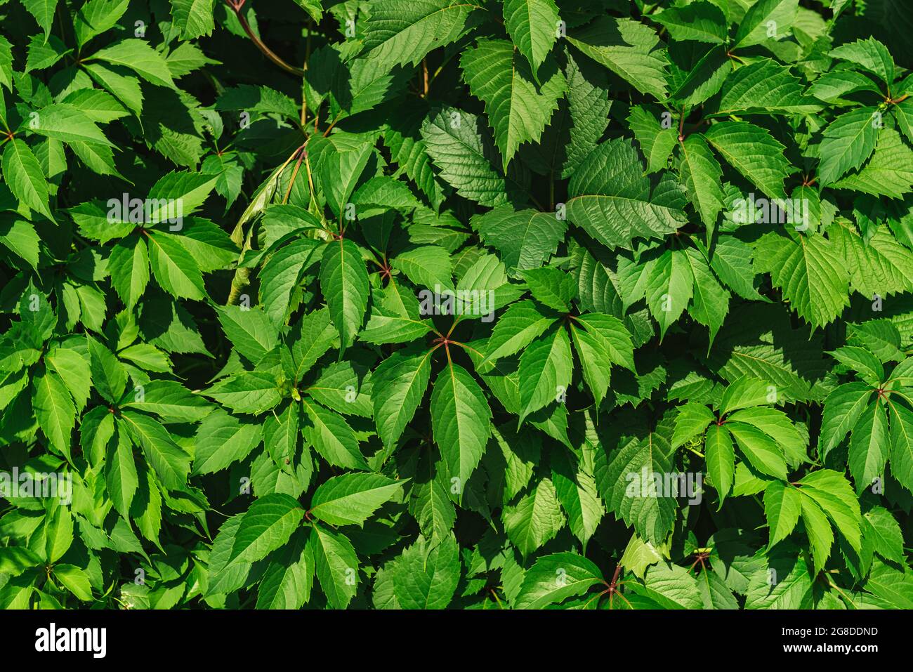 Background from green leaves. Wild grapes. Flora. Leaves Stock Photo ...