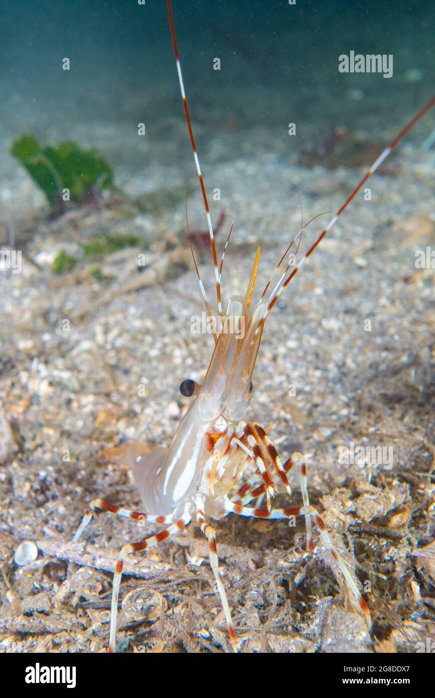 Spot prawn hi-res stock photography and images - Alamy