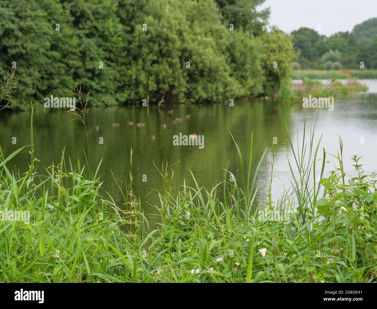 small lake in westphalia Stock Photo - Alamy