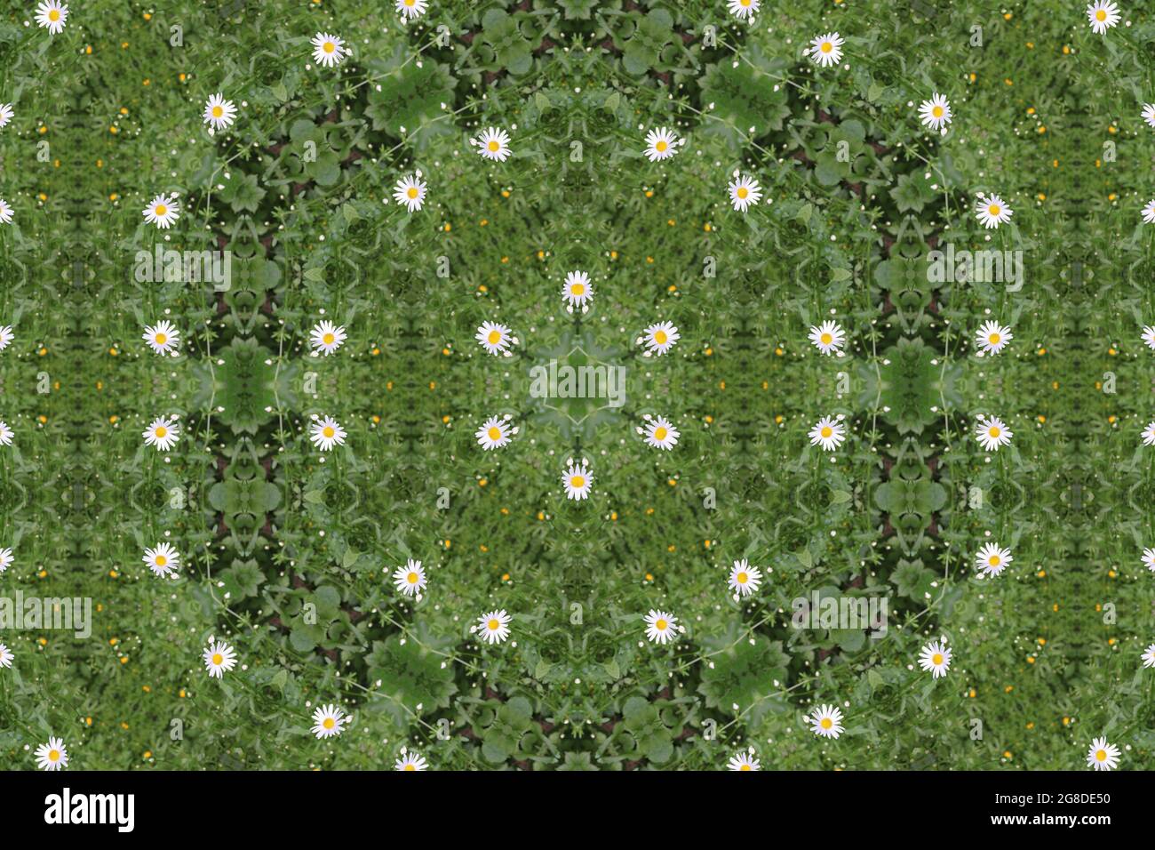 Kaleidoscope of daisies hi-res stock photography and images - Alamy