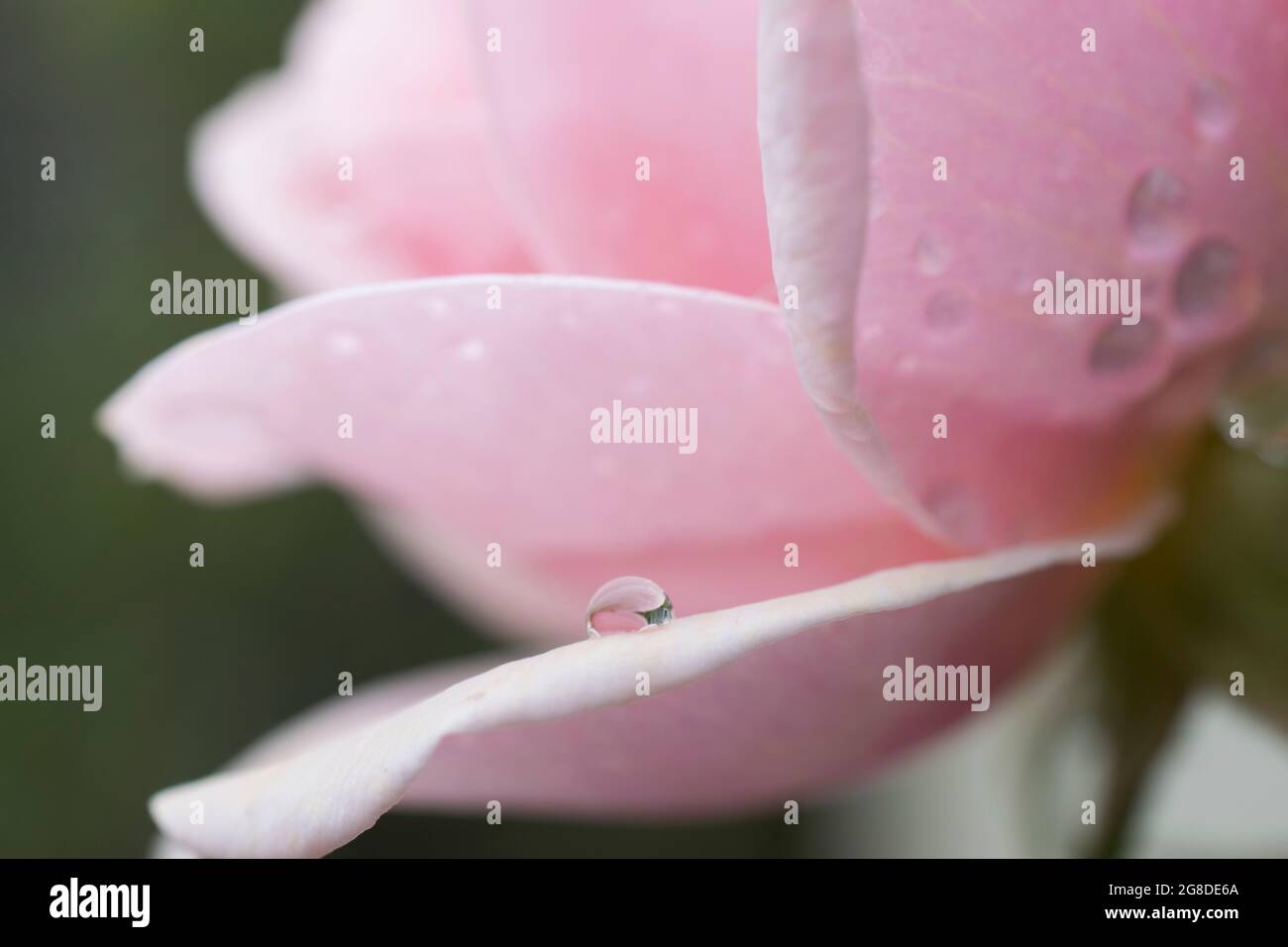 Rose rain water hi-res stock photography and images - Alamy