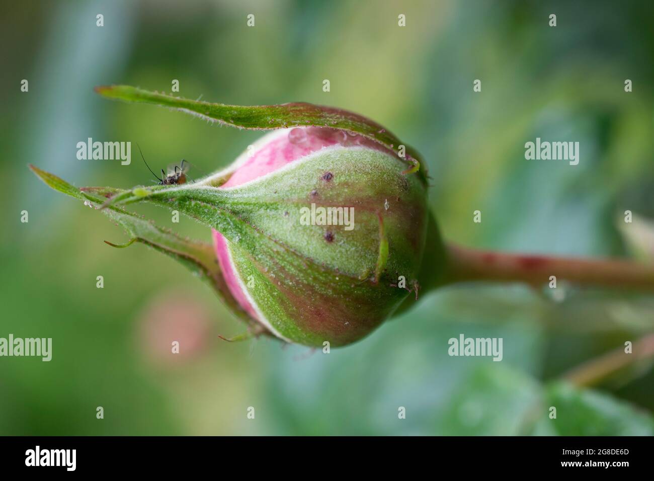 Frozen rose bud hi-res stock photography and images - Alamy