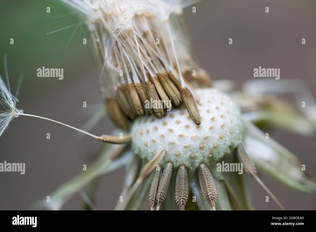 Dandelion seeds about to fly off Stock Photo - Alamy