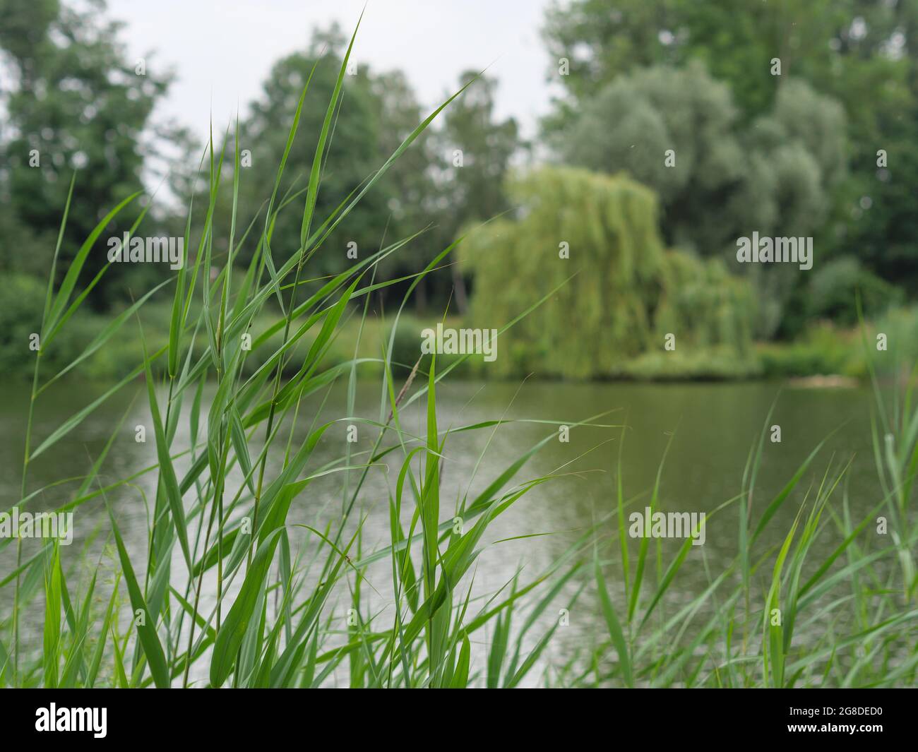 small lake in westphalia Stock Photo - Alamy