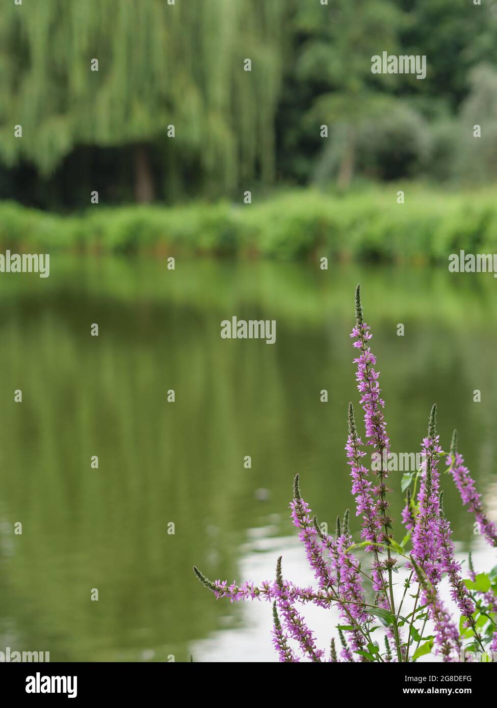 Small flowrs hi-res stock photography and images - Alamy