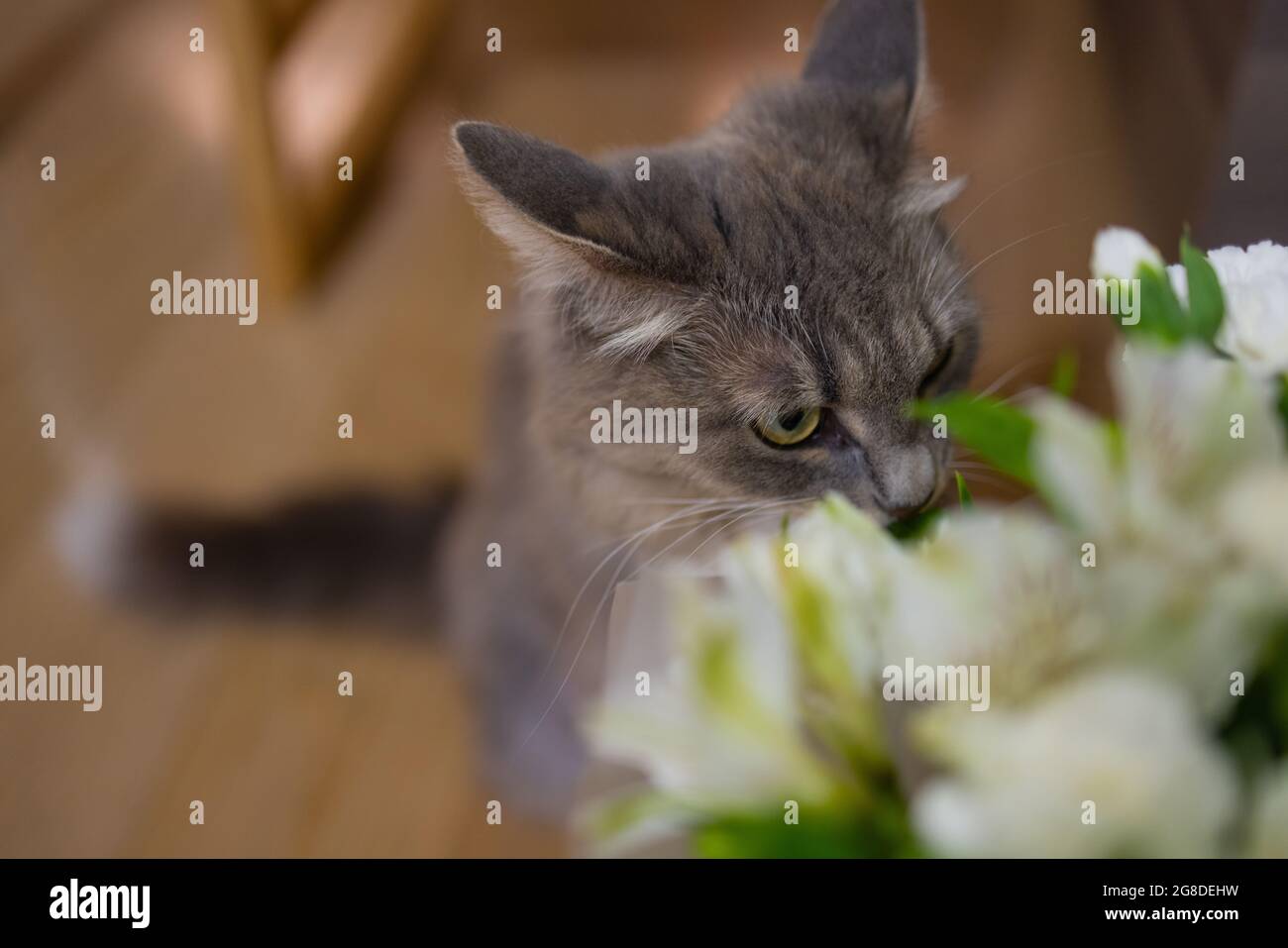 Cat sniffs a bouquet of fresh spring flowers with ranunculus at home ...
