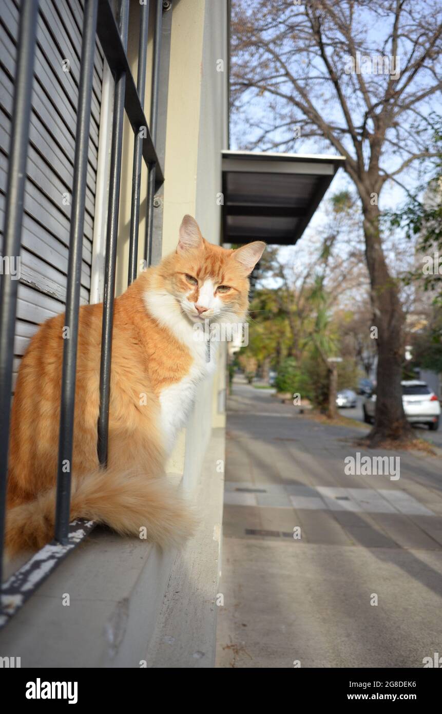 Cute Turkish Van on a windowsill from outdoors Stock Photo - Alamy