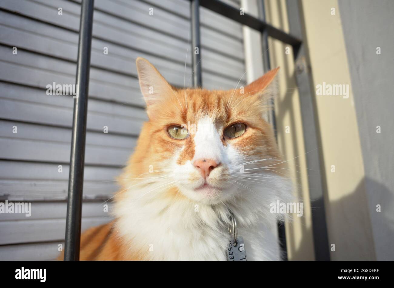 Cute Turkish Van on a windowsill from outdoors Stock Photo - Alamy
