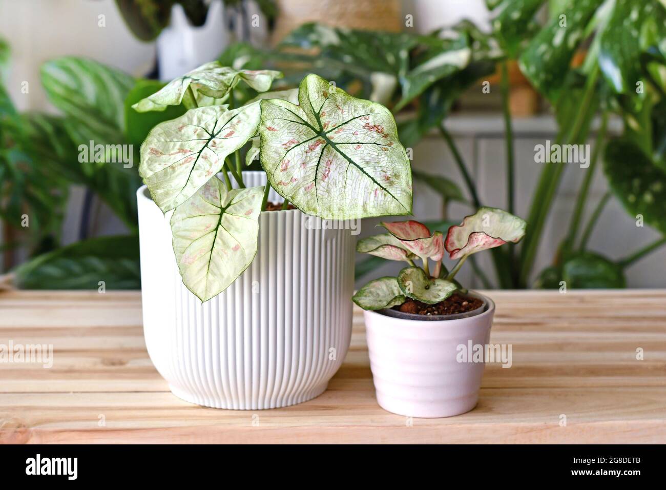 Exotic 'Caladium Bicolor Strawberry Star' and 'Caladium Peppermint ...