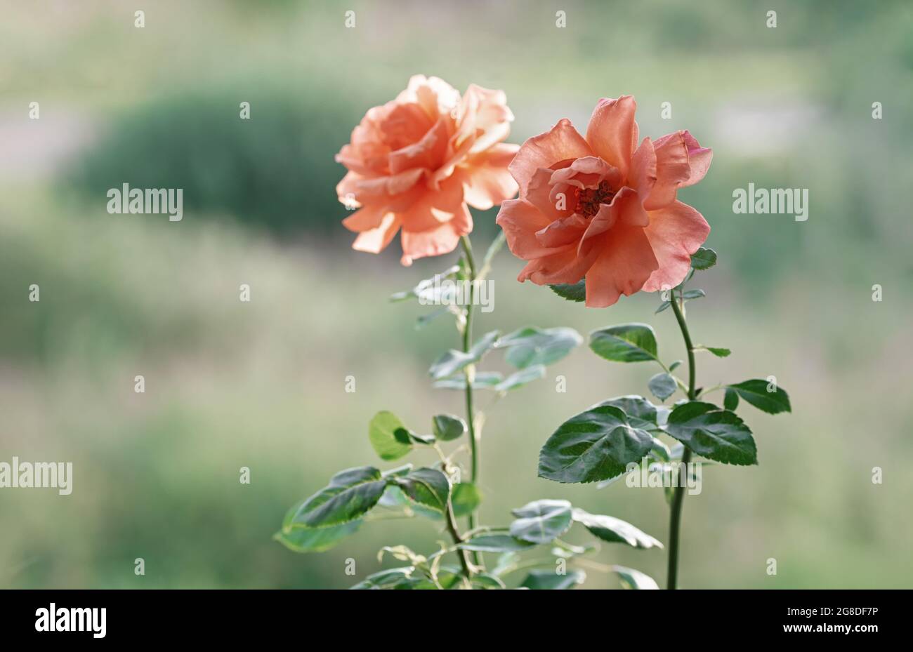 Beautiful blooming orange rose in the summer garden. Floribunda Rose ...