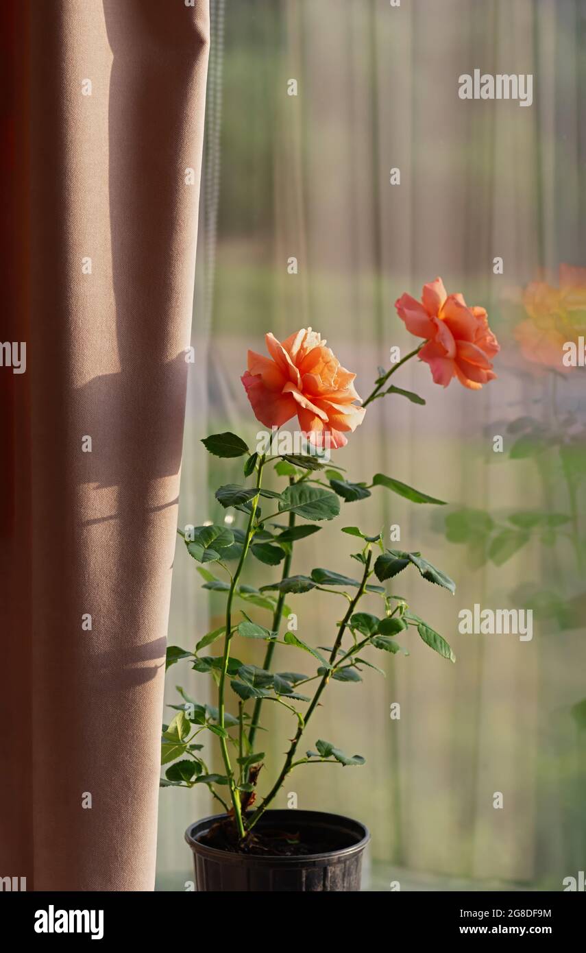 Growing roses indoors. Blooming rose in a flowerpot on the windowsill ...