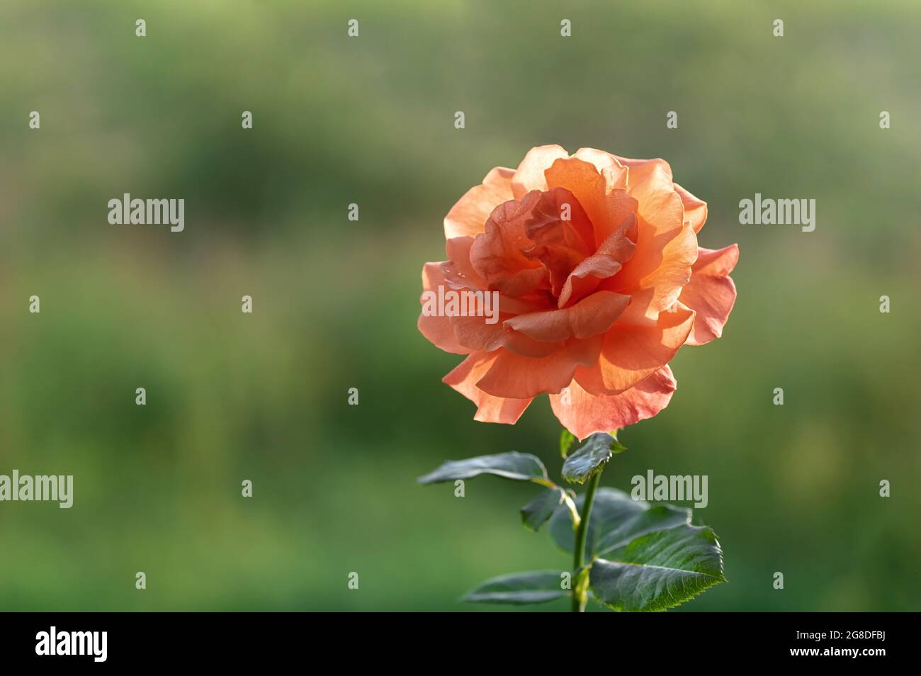 Beautiful blooming orange rose in the summer garden. Floribunda Rose ...