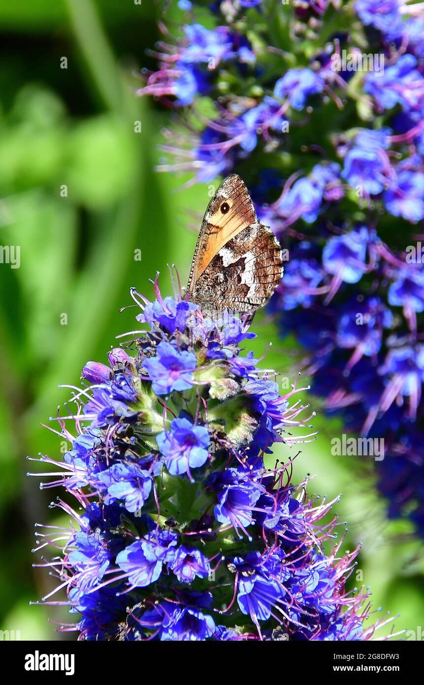 Hipparchia maderensis hi-res stock photography and images - Alamy